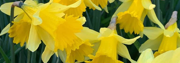 Rachel Naomi Remen and Karen Drucker - The New School at Commonweal